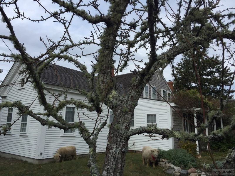 Saturday Farm | Ivey Abitz